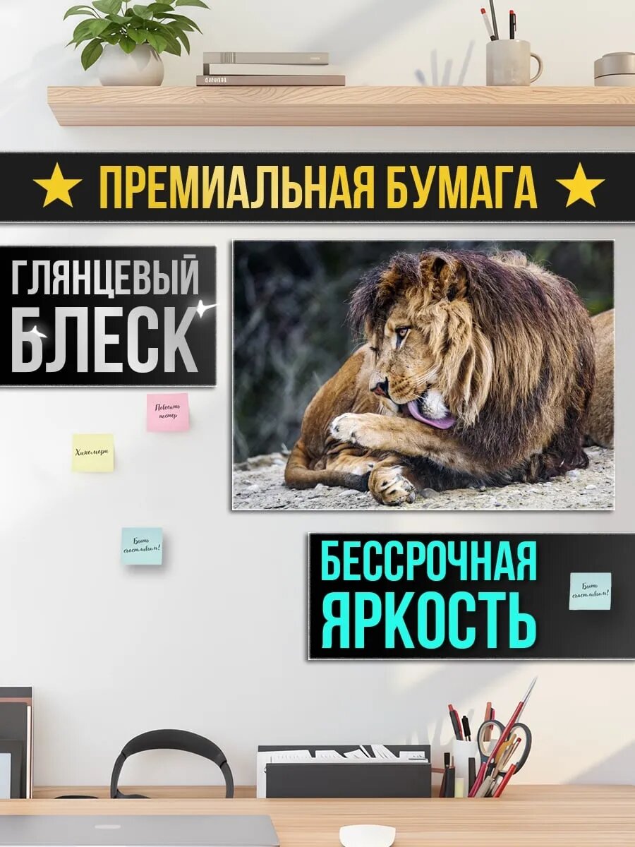 Плакат постер Лев на камне — фото 1