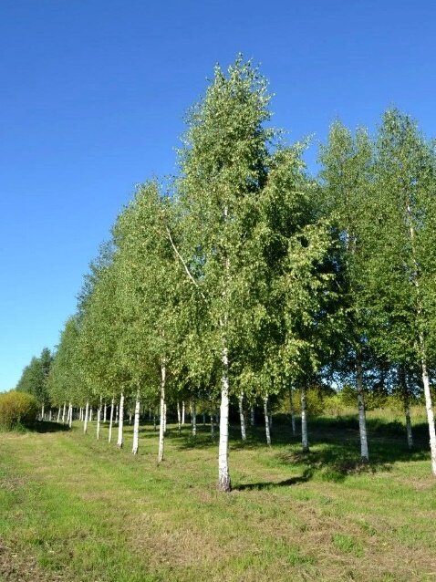 Береза пушистая (Betula pubescens), 300-320, С30