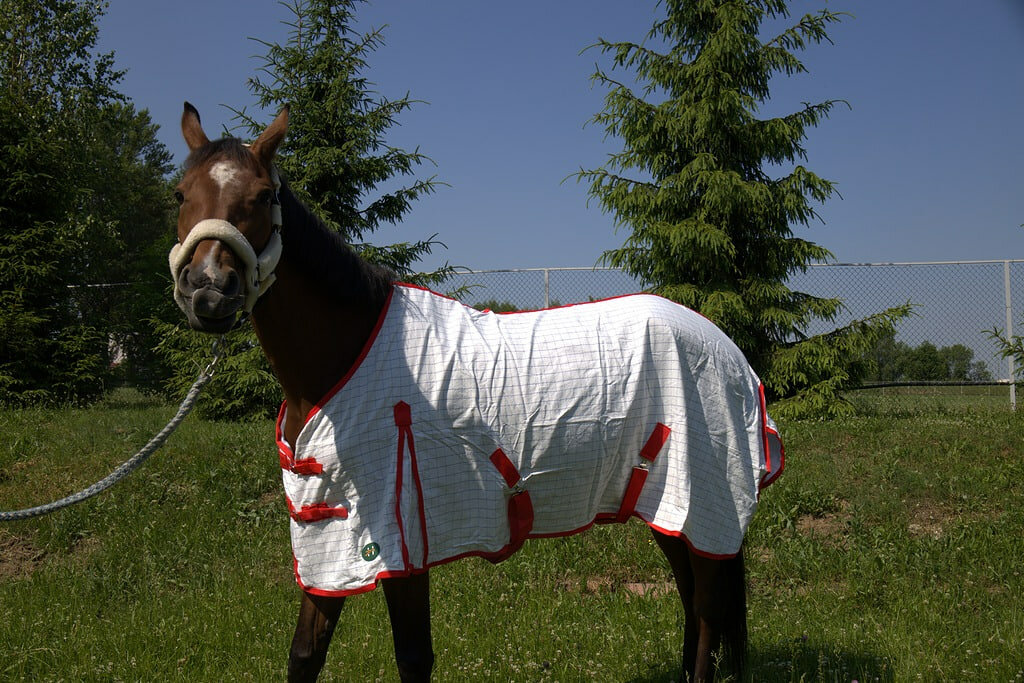 Хлопковая попона Плэйд HorsePlanet