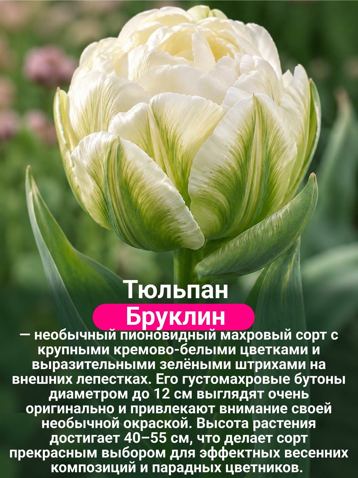 Тюльпаны пионовидные махровые луковицы сорта "Бруклин" -7 шт — фото 1