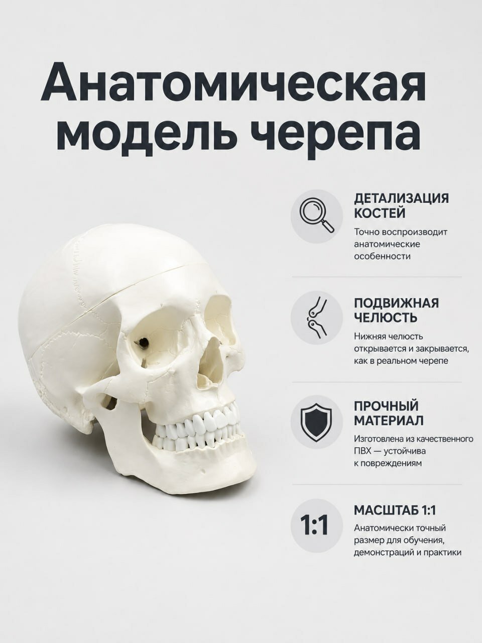 А150 Классическая модель черепа человека в натуральную величину