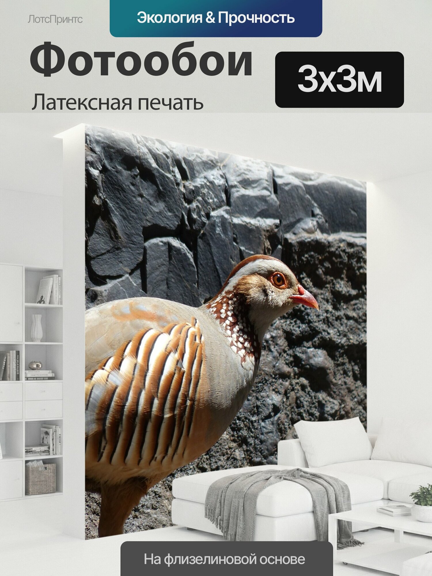 Фотообои моющиеся ударопрочные "Глухарь, птица, курица" 300x300 см. латексная печать
