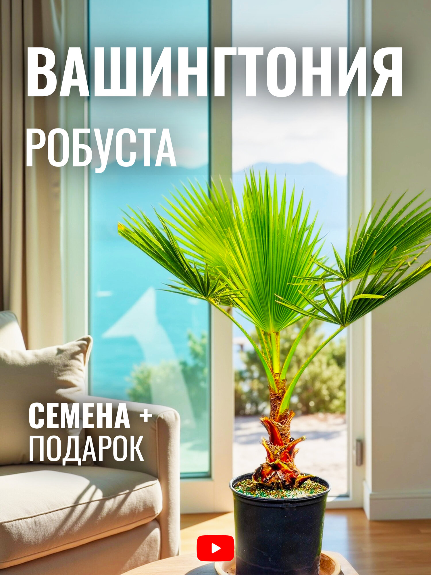 Вашингтония Робуста Алохомас, Семена, 5 шт для комнатного и уличного выращивания