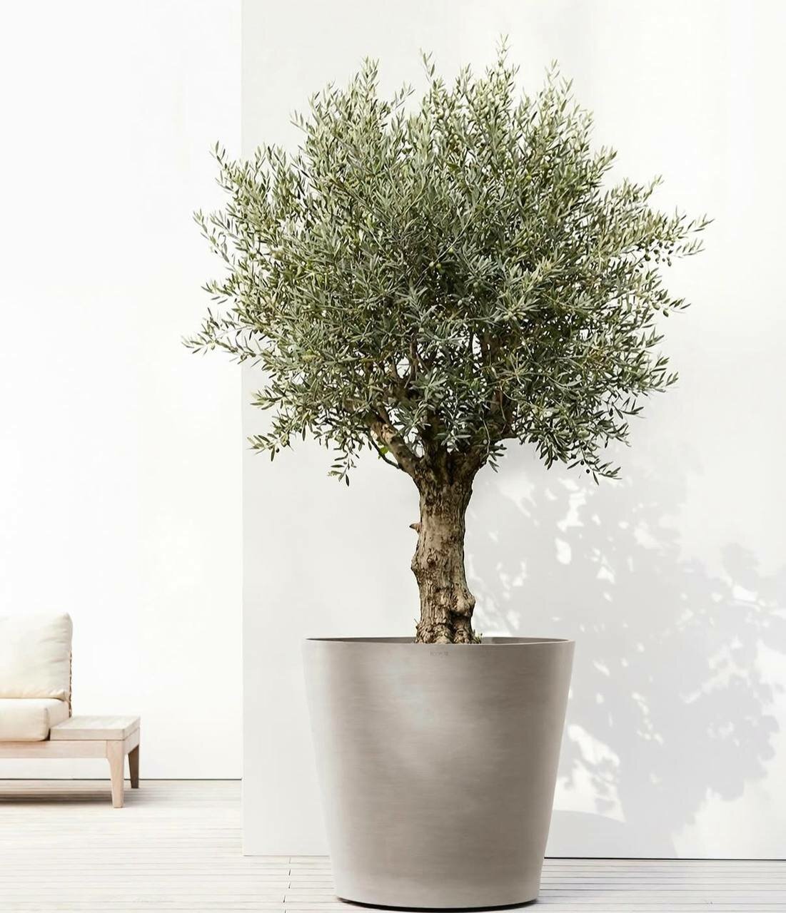 Оливковое дерево "Olea European" в кашпо EcoPots, D-50 см, H-180-220 см.
