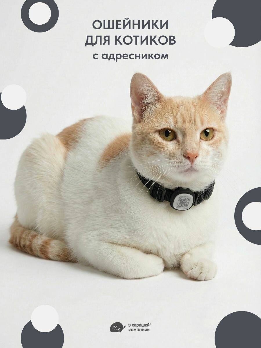 Ошейник с адресником для котов IN GOOD COMPANY В хорошей компании (XS / Дикий Черный / стропа)