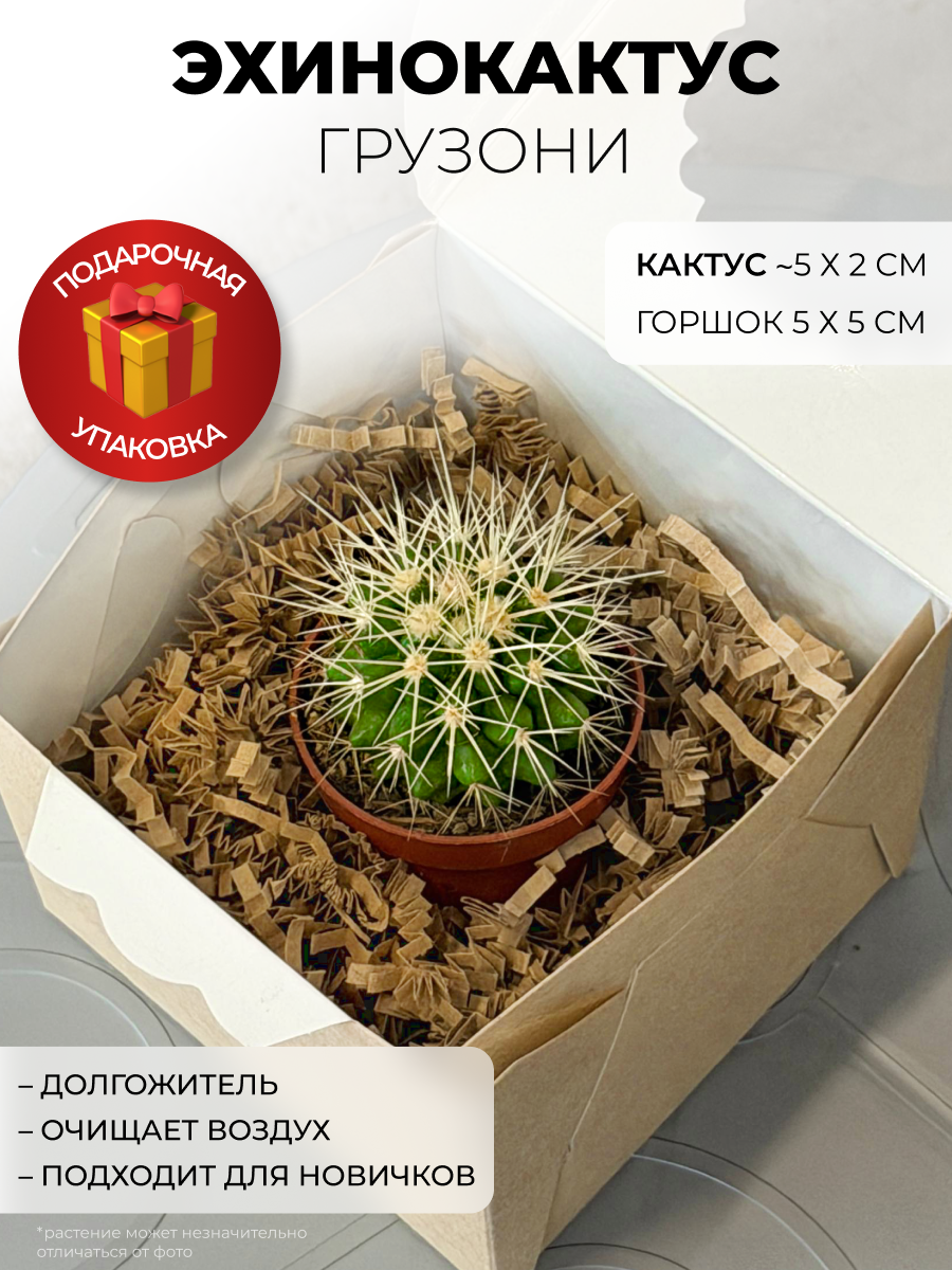 Кактус Эхинокактус Грузони sinitca_leaf, шаровидной формы, живое растение в подарочной упаковке 1 шт.