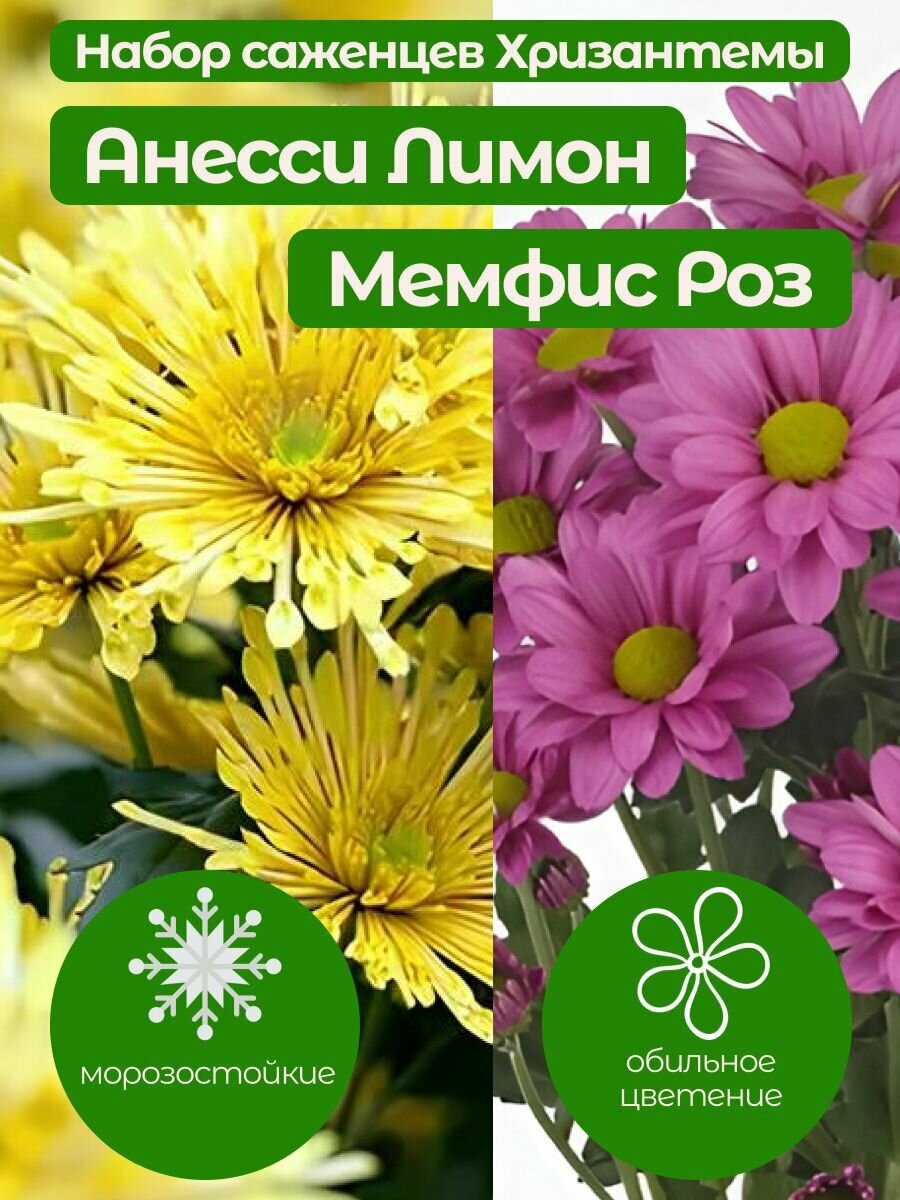 Хризантемы Анесси Лимон и Мемфис Роз