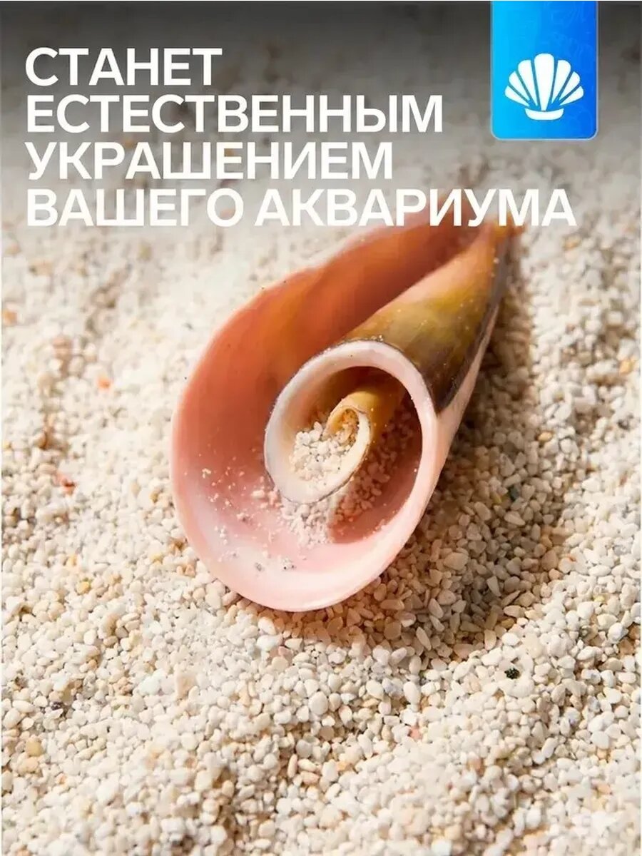 Декоративные ракушки для декора и рукоделия