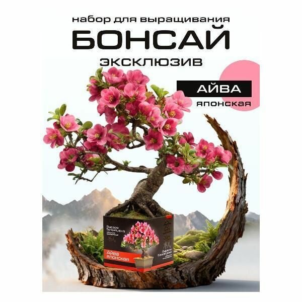 Набор для выращивания растений ЭкоКлуб Айва Японская