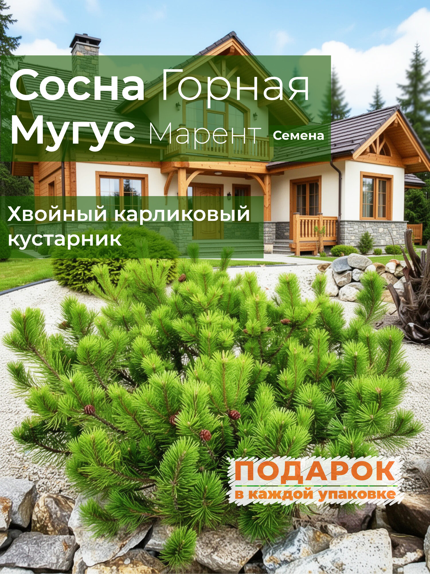 Сосна горная Мугус Марент, Семена, 20 шт, семена хвойных растений