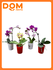 Орхидея Фаленопсис FLORA GROUP, 2 стебля, высота 30 см, диаметр горшка 9 см