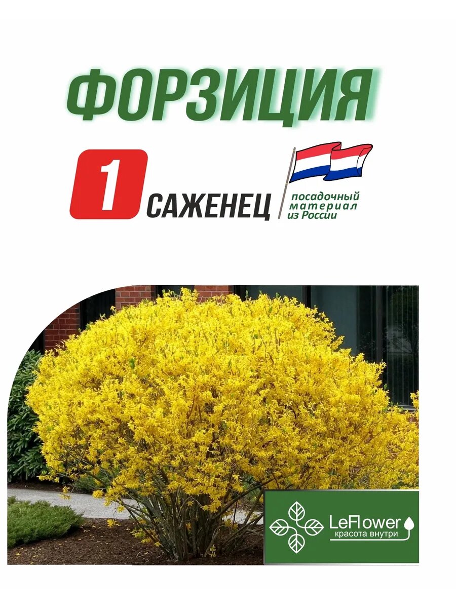 Саженец, Форзиция 1шт