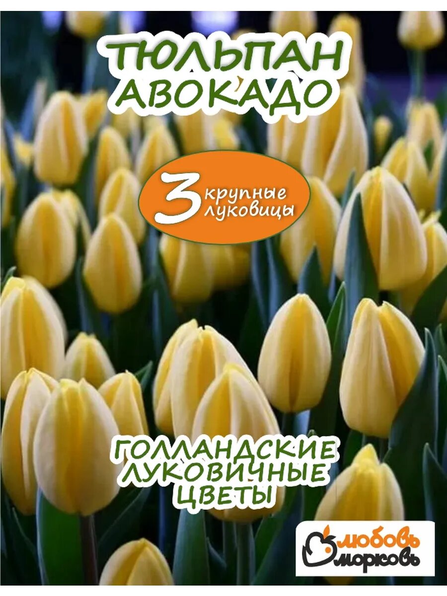 Луковицы тюльпанов "Авокадо" Любовь Морковь, многолетние, 3шт