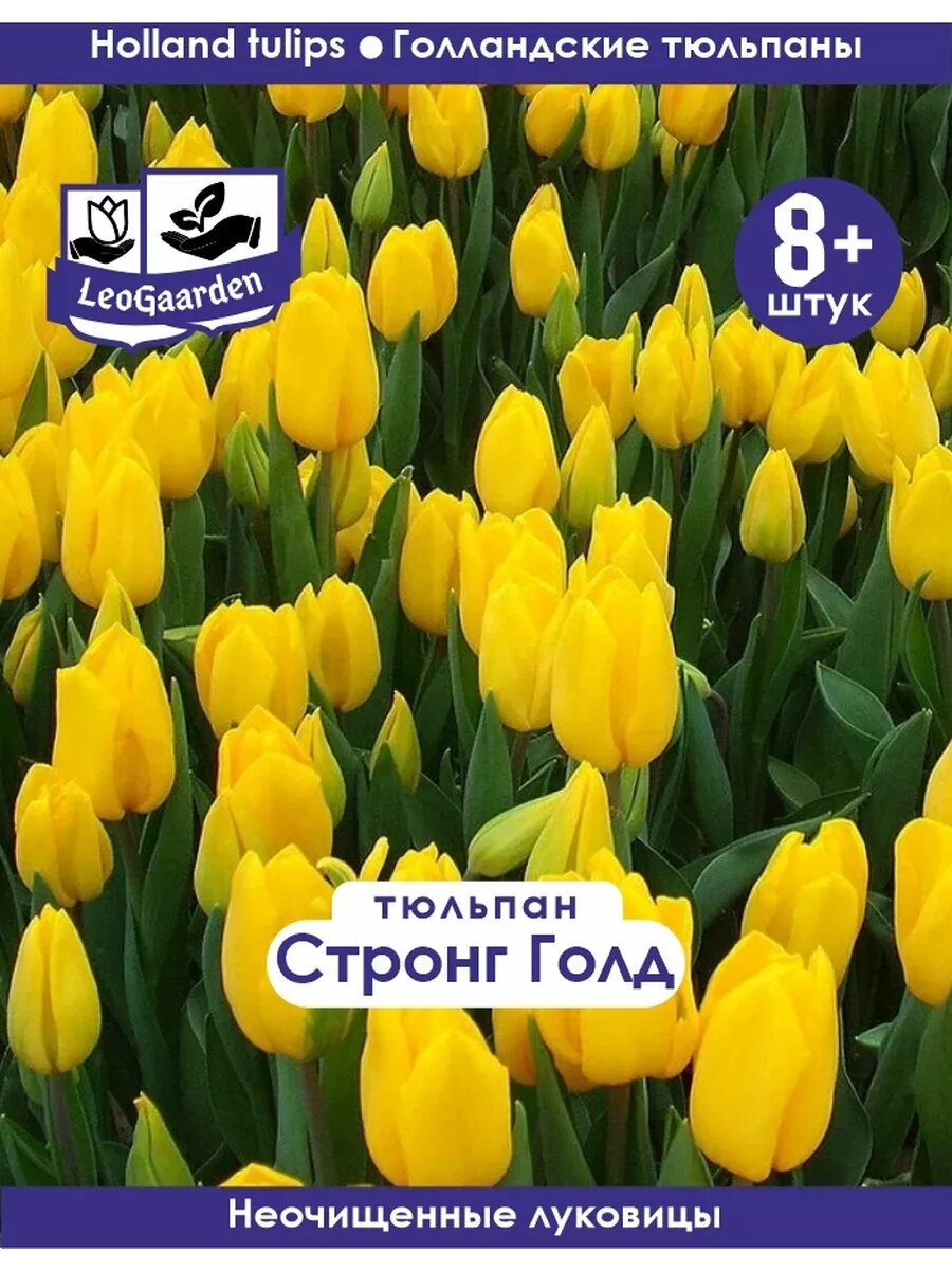 Тюльпан Луковица, Стронг Голд 8+ шт