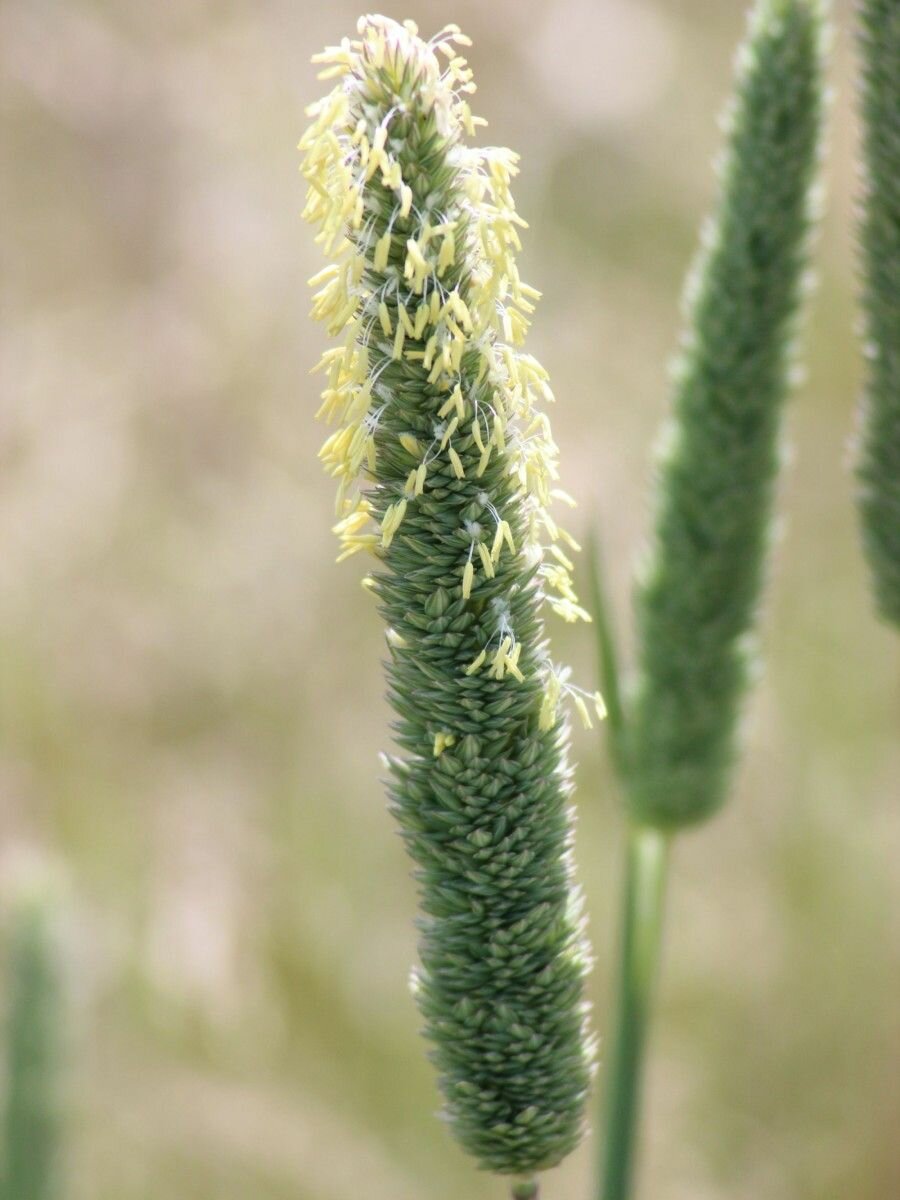 Семена Канареечник канарский (Phalaris canariensis), 10 штук
