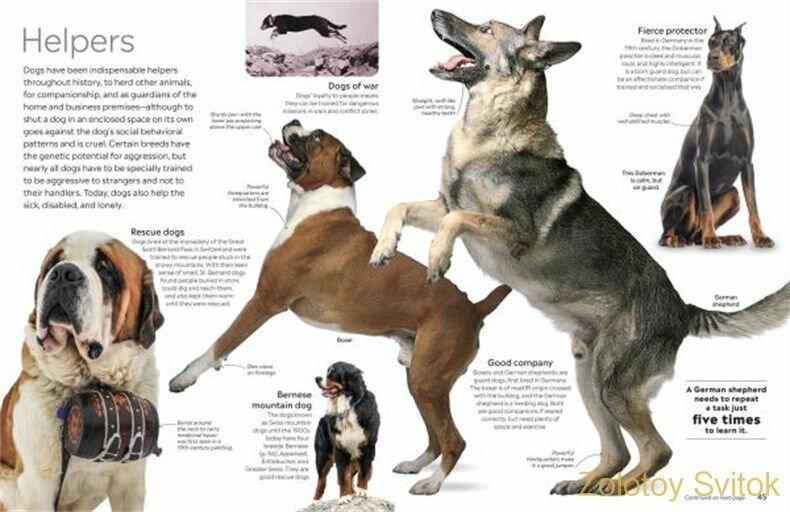 Книга "Eyewitness Dog", от DK, 2025 г, твердый переплет, английский язык — фото 1