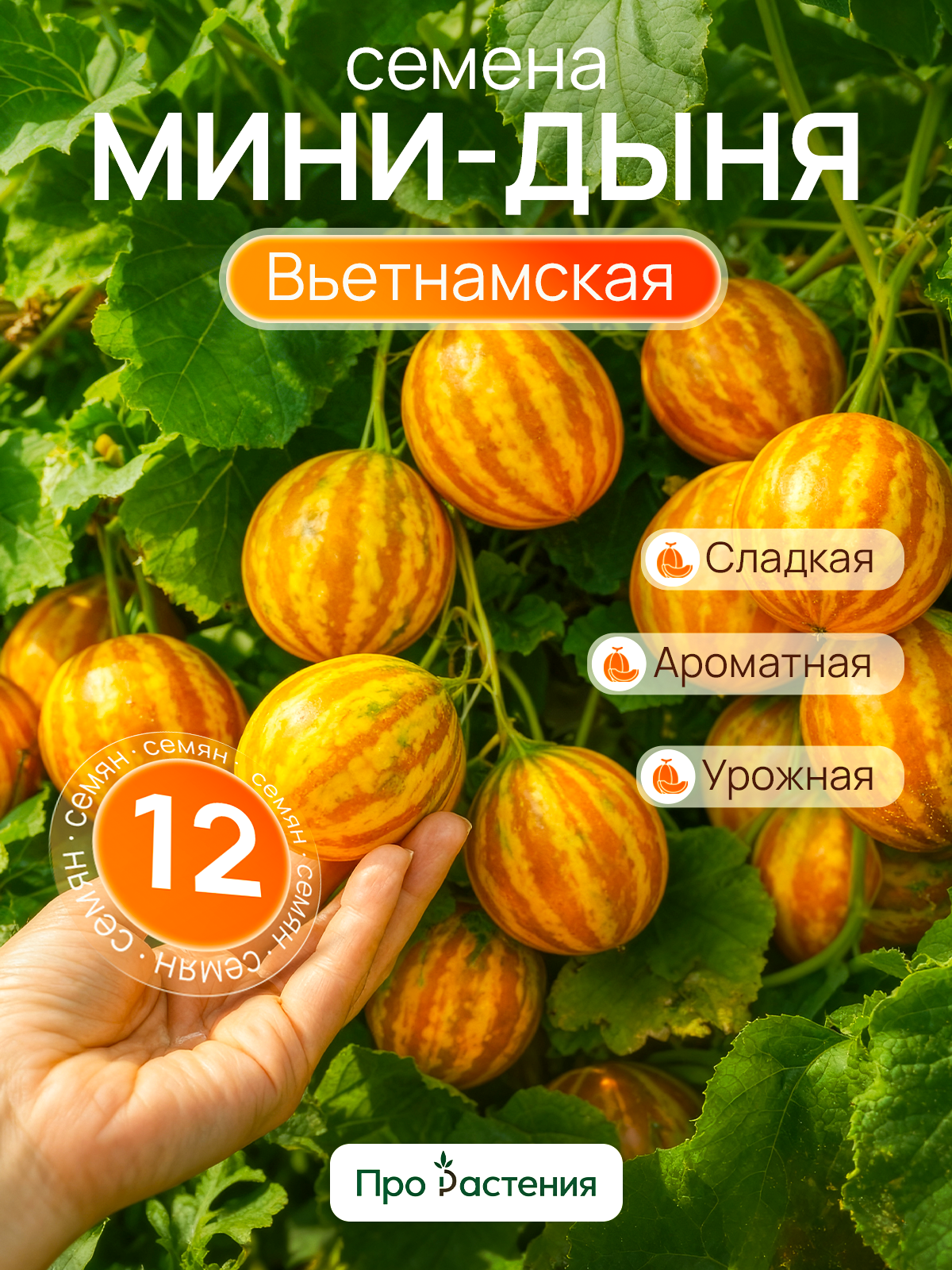 Семена Дыня вьетнамская 11 штук в наборе отборные Про Растение