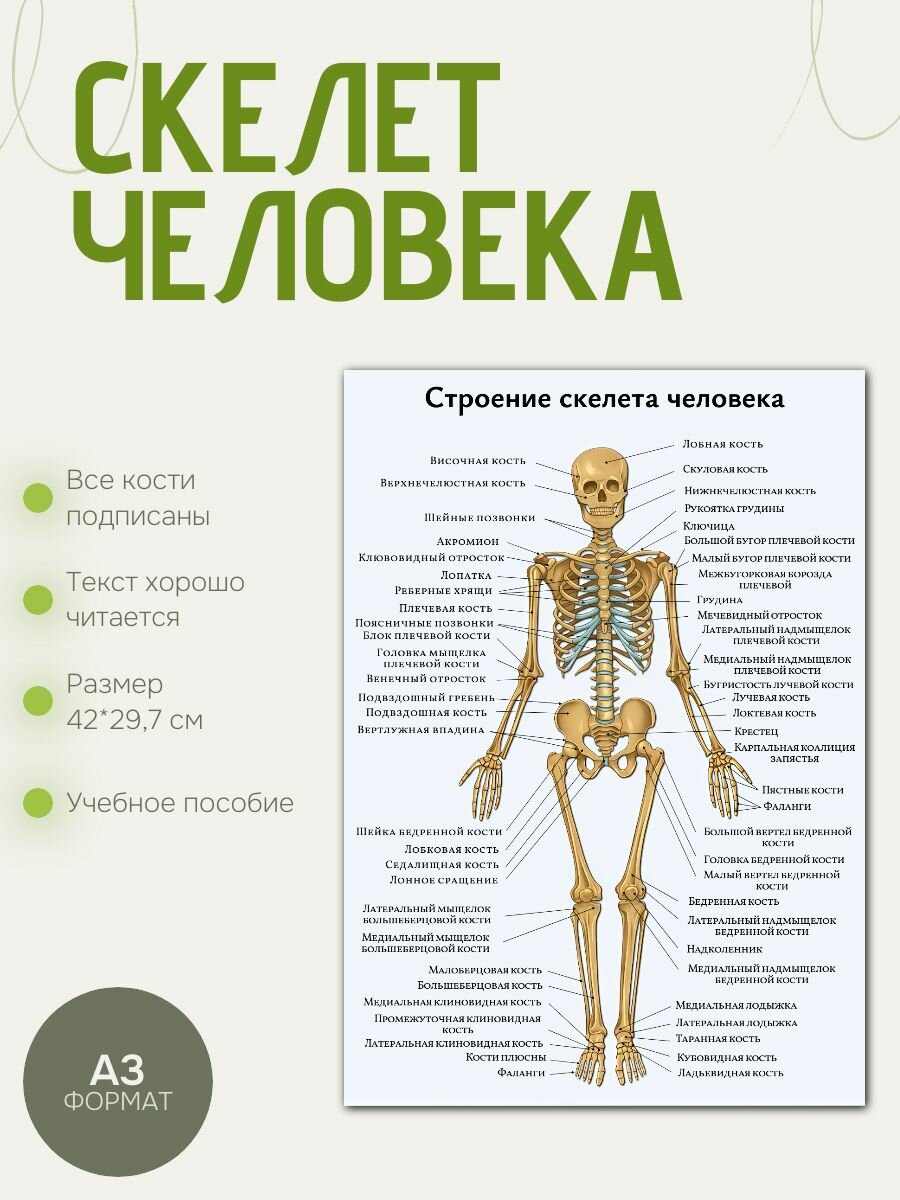Скелет человека А3 плакат с названиями костей, для школы и вуза