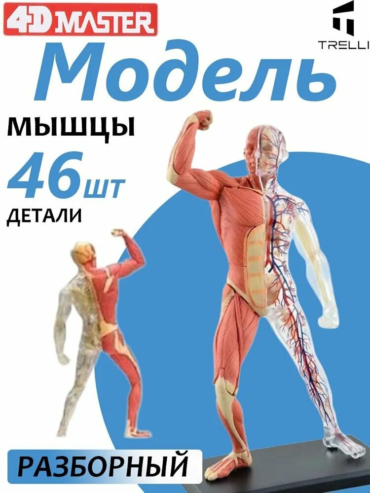 Модель человеческого тела / Развивающая игрушка / Может использоваться для обучения детей / Анатомия человека для детей
