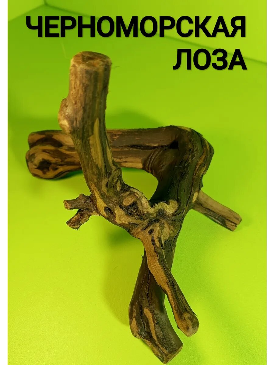 Виноградная лоза черноморская для аквариума, террариума, вол