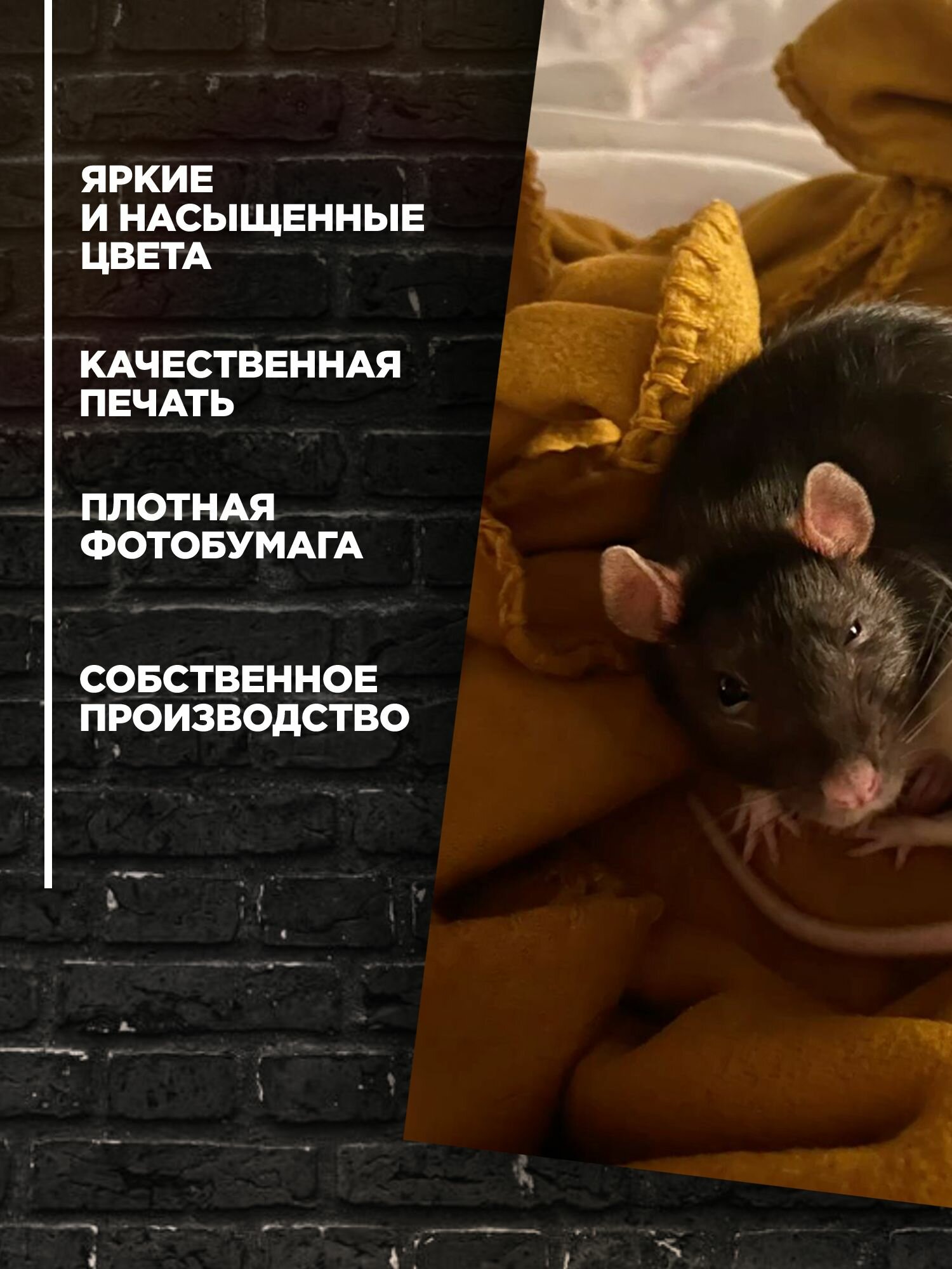 Постер Крысы, Эстетика — фото 1