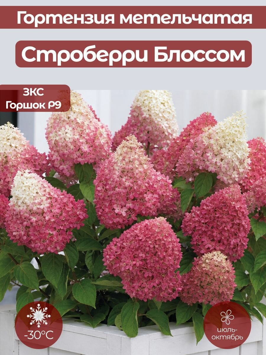 Гортензия метельчатая Строберри Блоссом