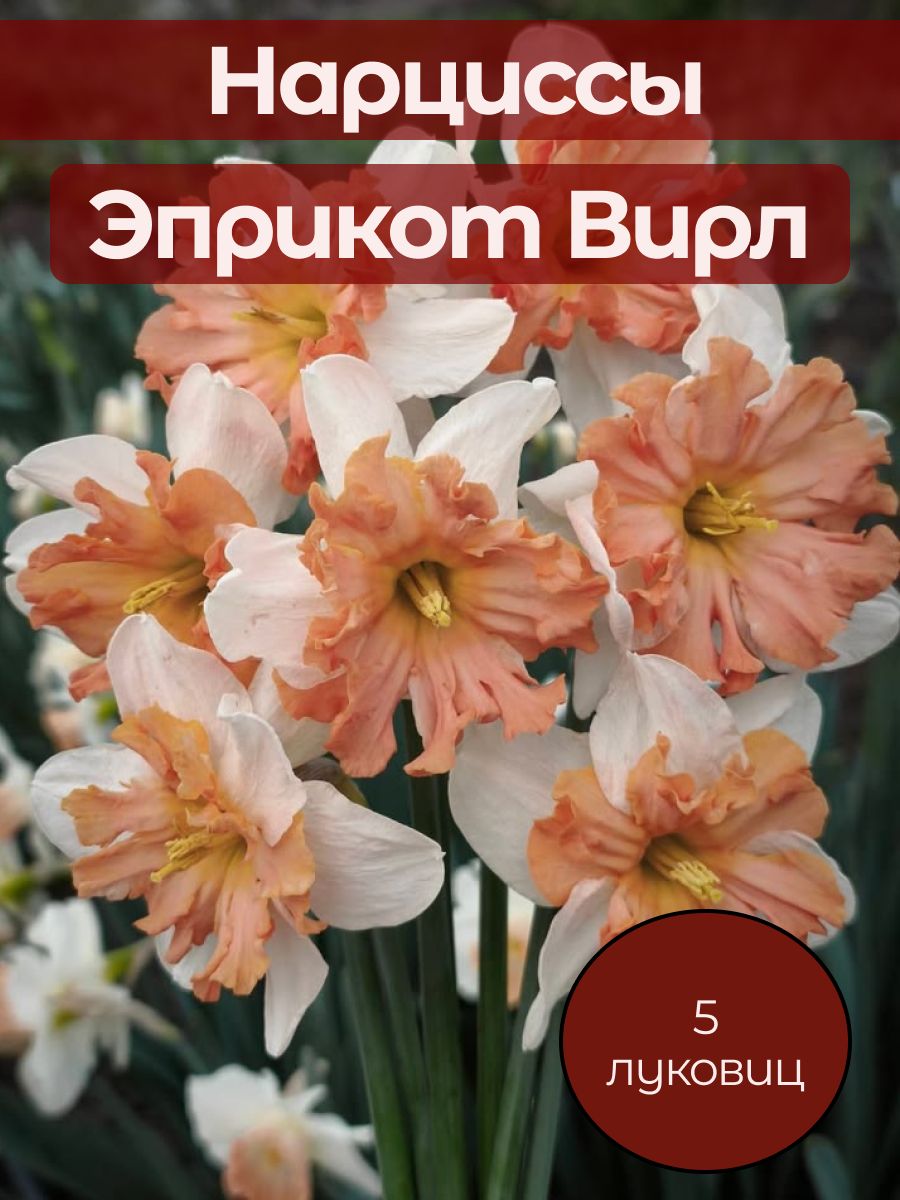 Нарциссы Эприкот Вирл луковицы 5 шт
