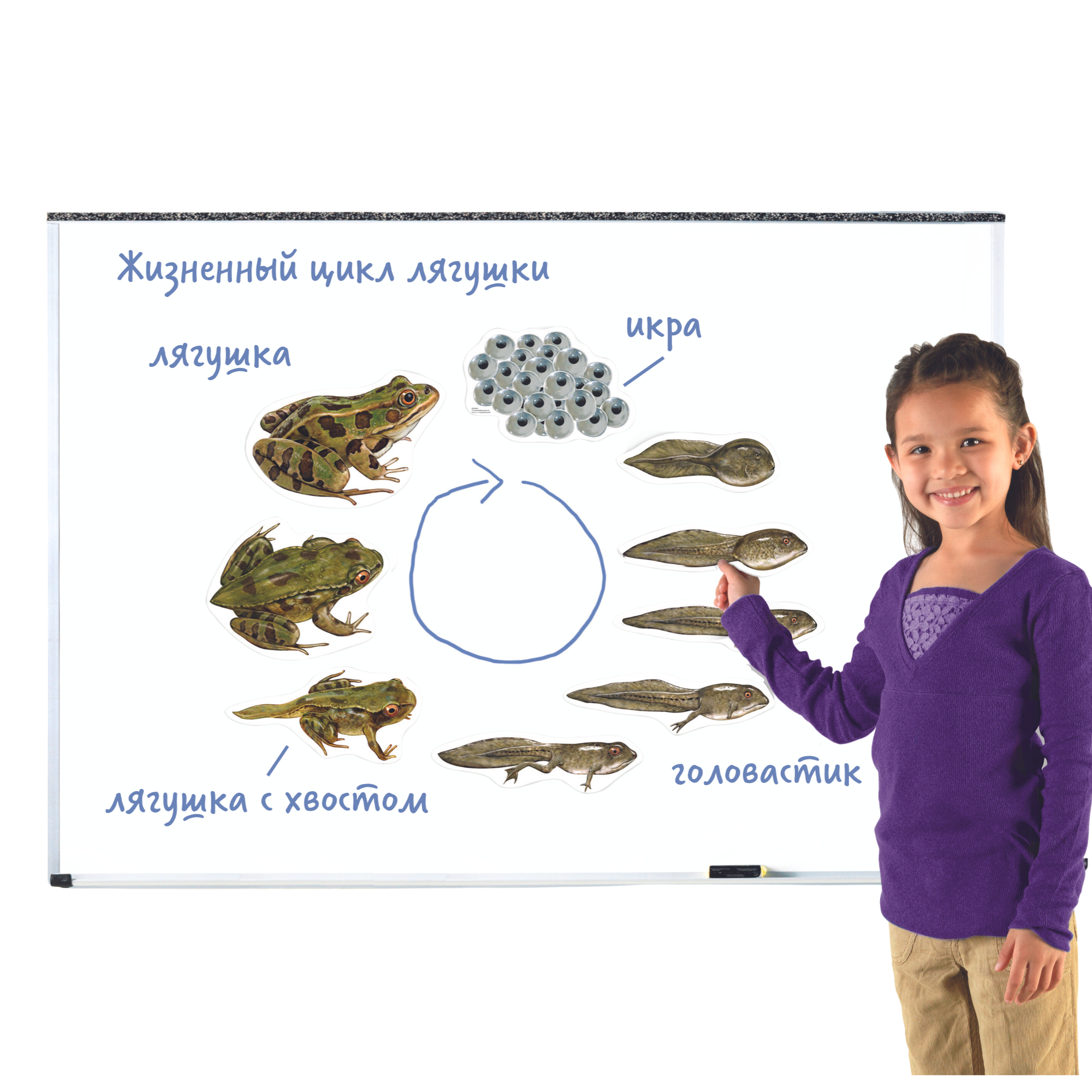 Магнитный набор "Жизненный цикл лягушки" Learning Resources MG6041Арт. 10040