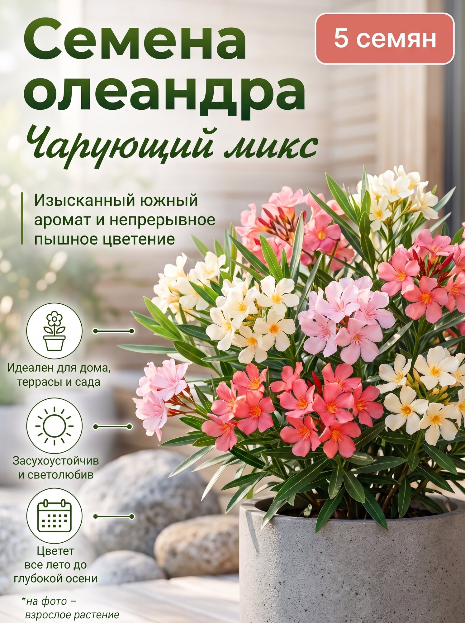 Олеандр Чарующий Микс, Семена, 5 шт, семена цветов для сада, ароматные цветы