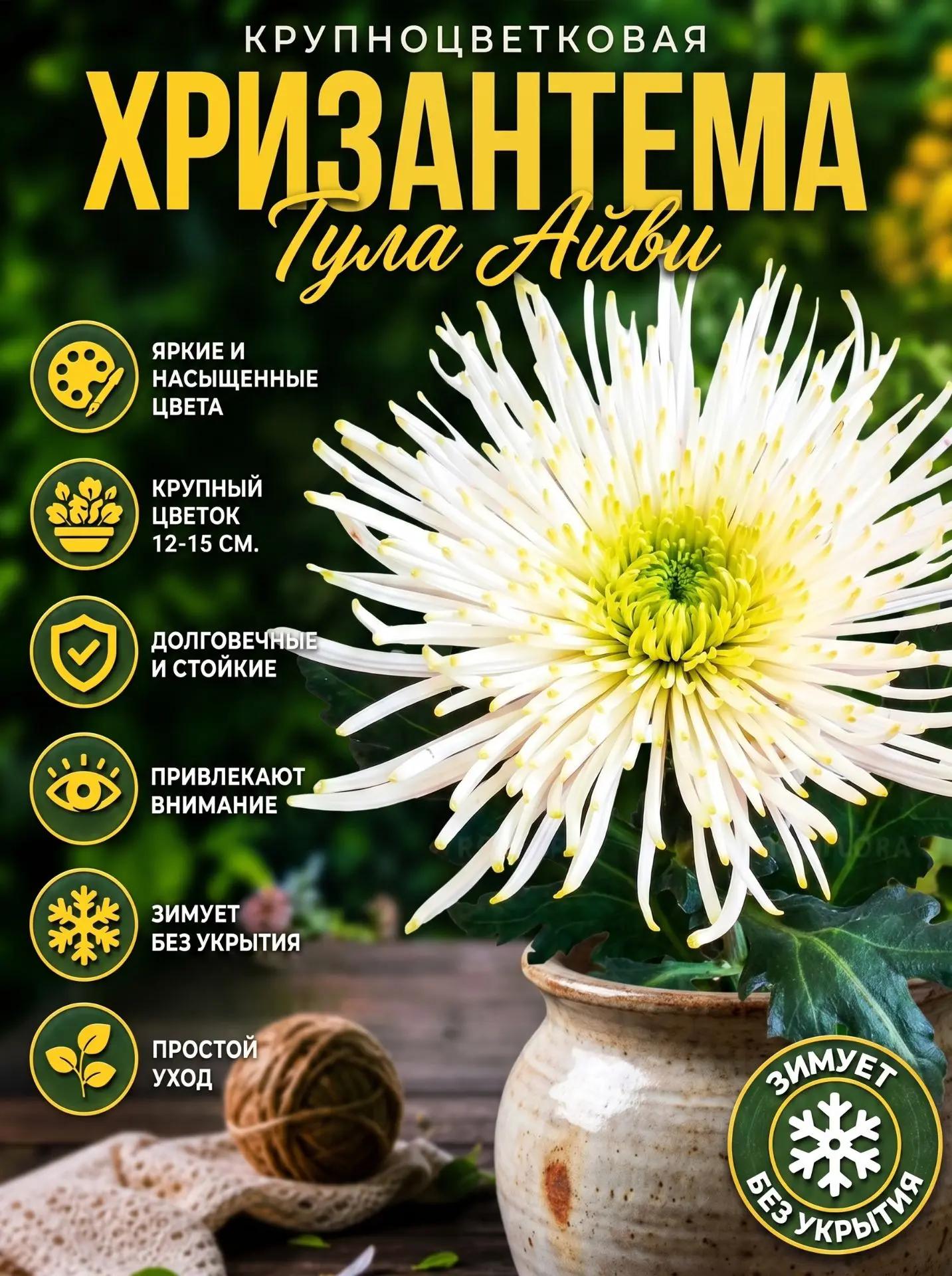 Хризантема корейская «Тула Айви»