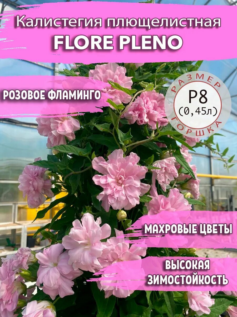 Калистегия плющелистная Flore Pleno