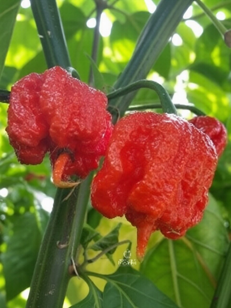Семена Острый перец Carolina Reaper (Каролинский жнец), 10 семян