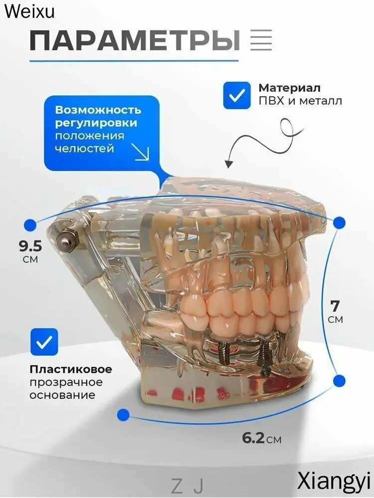 Анатомическая модель — фото 1