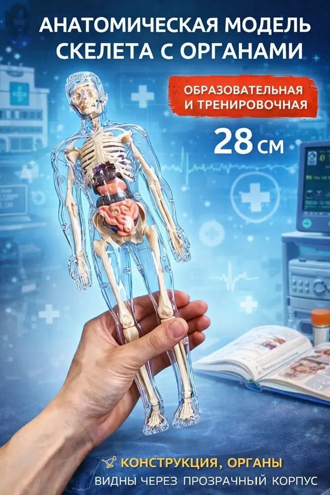 Анатомическая модель человека для детей с органами и скелетом прозрачный обучающий набор 28 деталей полупрозрачный