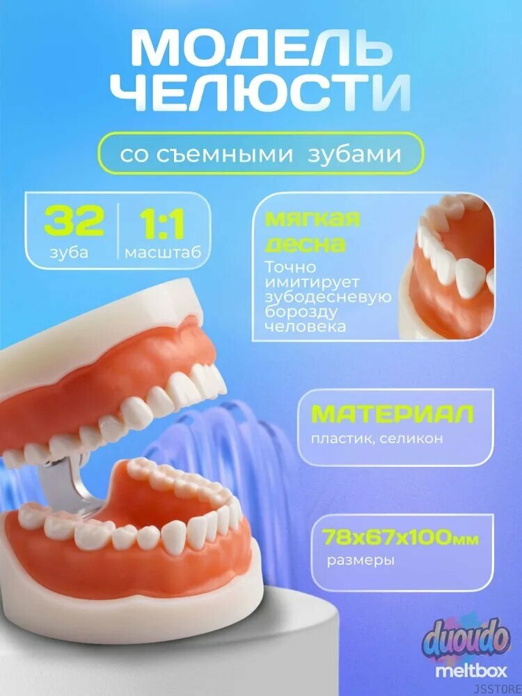 Учебная модель челюсти с зубами 32 штуки