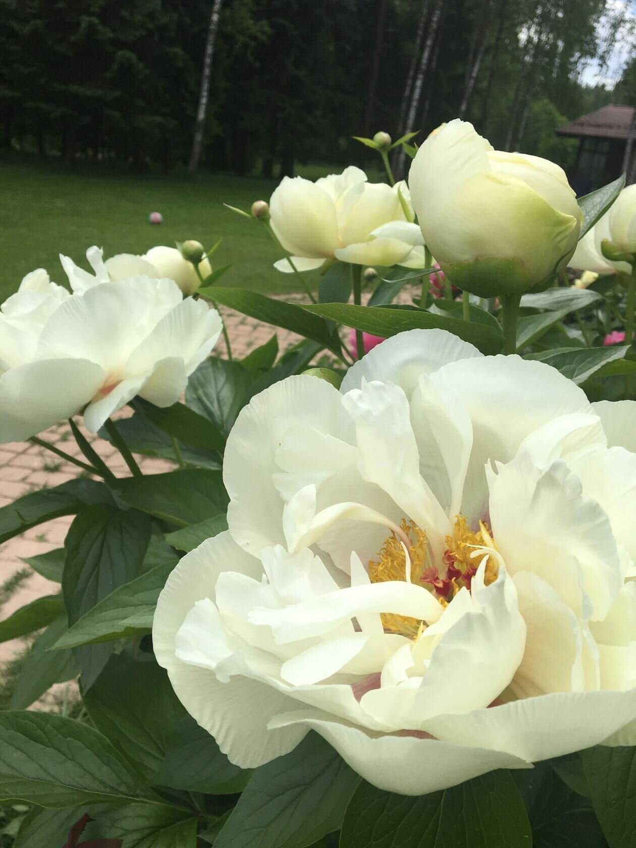 Пион Quad Rose (Квад Роуз)