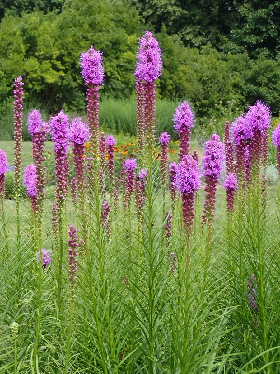 Семена Лиатрис колосковый (Liatris spicata), 20 штук