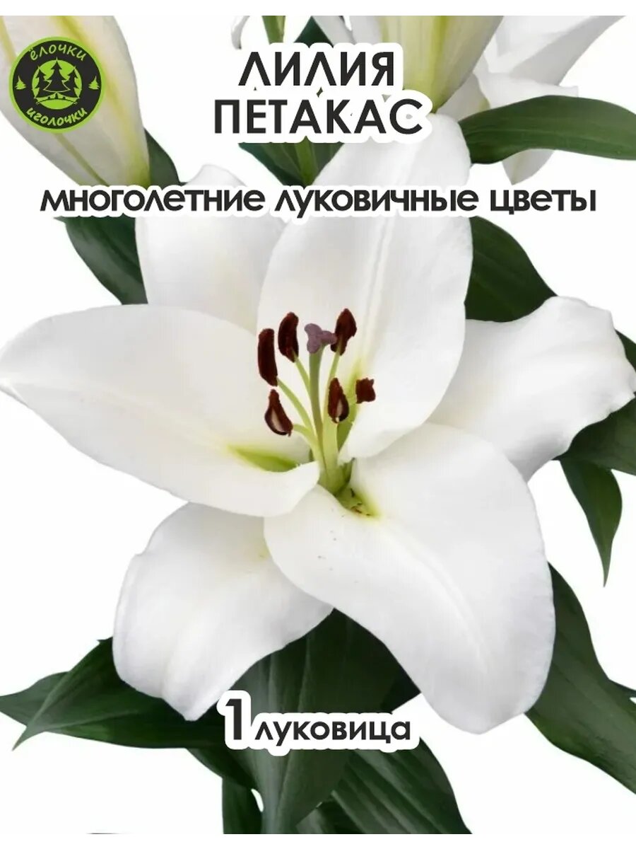Луковичные цветы лилия, Петакас, 1 шт