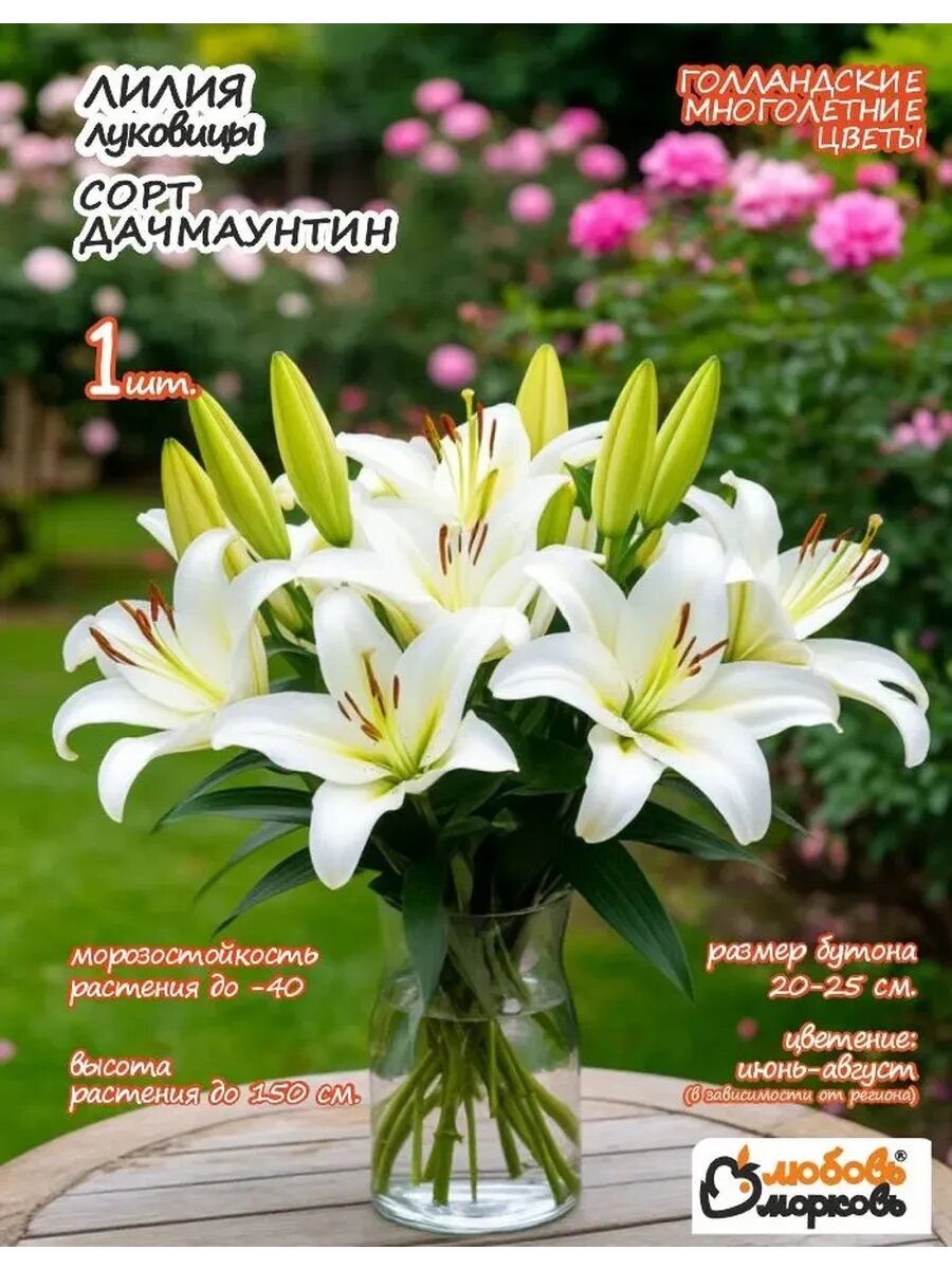 Лилия Луковица, Дач маунтин, 1 шт