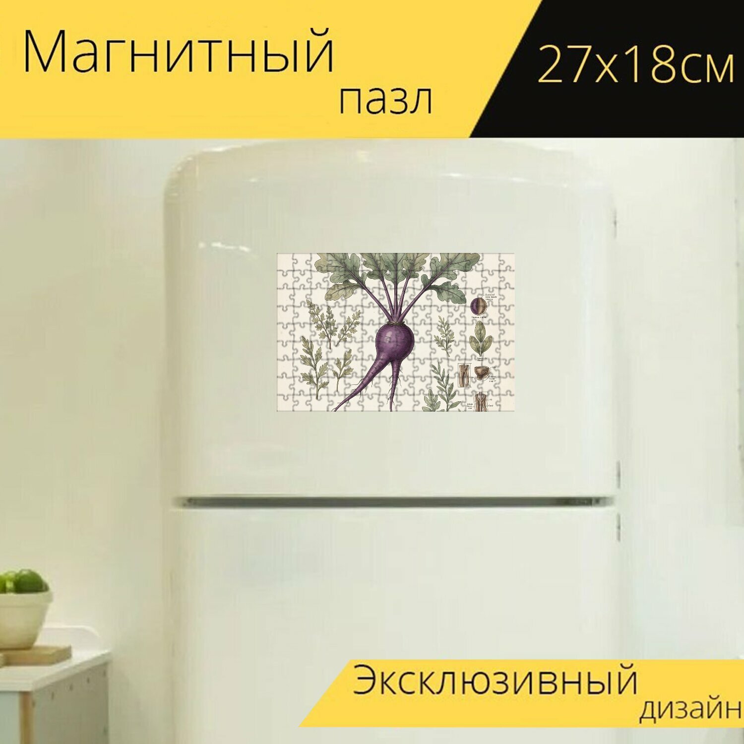 Магнитный пазл "Ботаническая иллюстрация фиолетовой свеклы. Винтажный научный рисунок корнеплода с длинным корнем, зелено-сиреневыми листьями и." на холодильник 27 x 18 см.