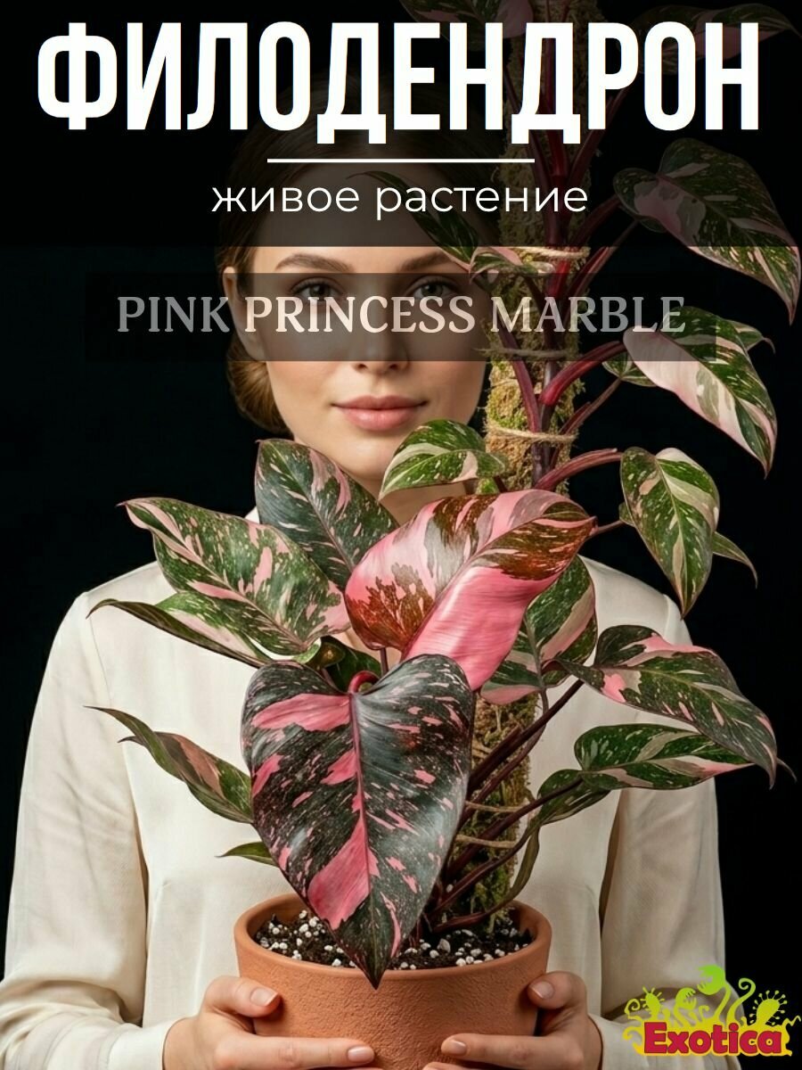 Филодендрон Пинк Принцесс Марбл (Philodendron Pink Princess Marble) D6см, растение в горшке