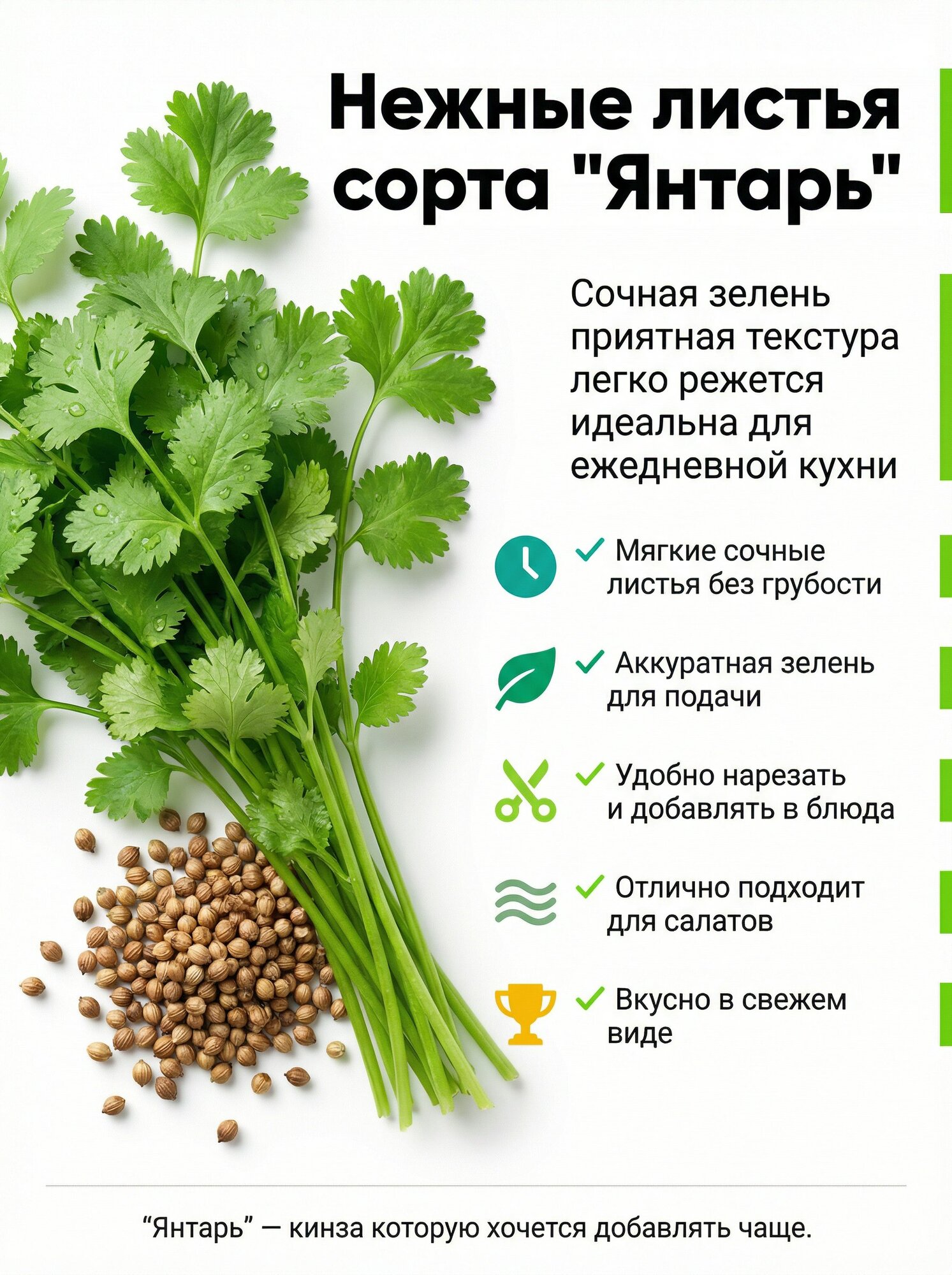 Семена Кориандр Янтарь — фото 1