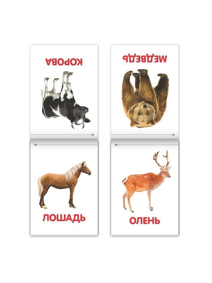 Обучающий комплект для малышей с карточками