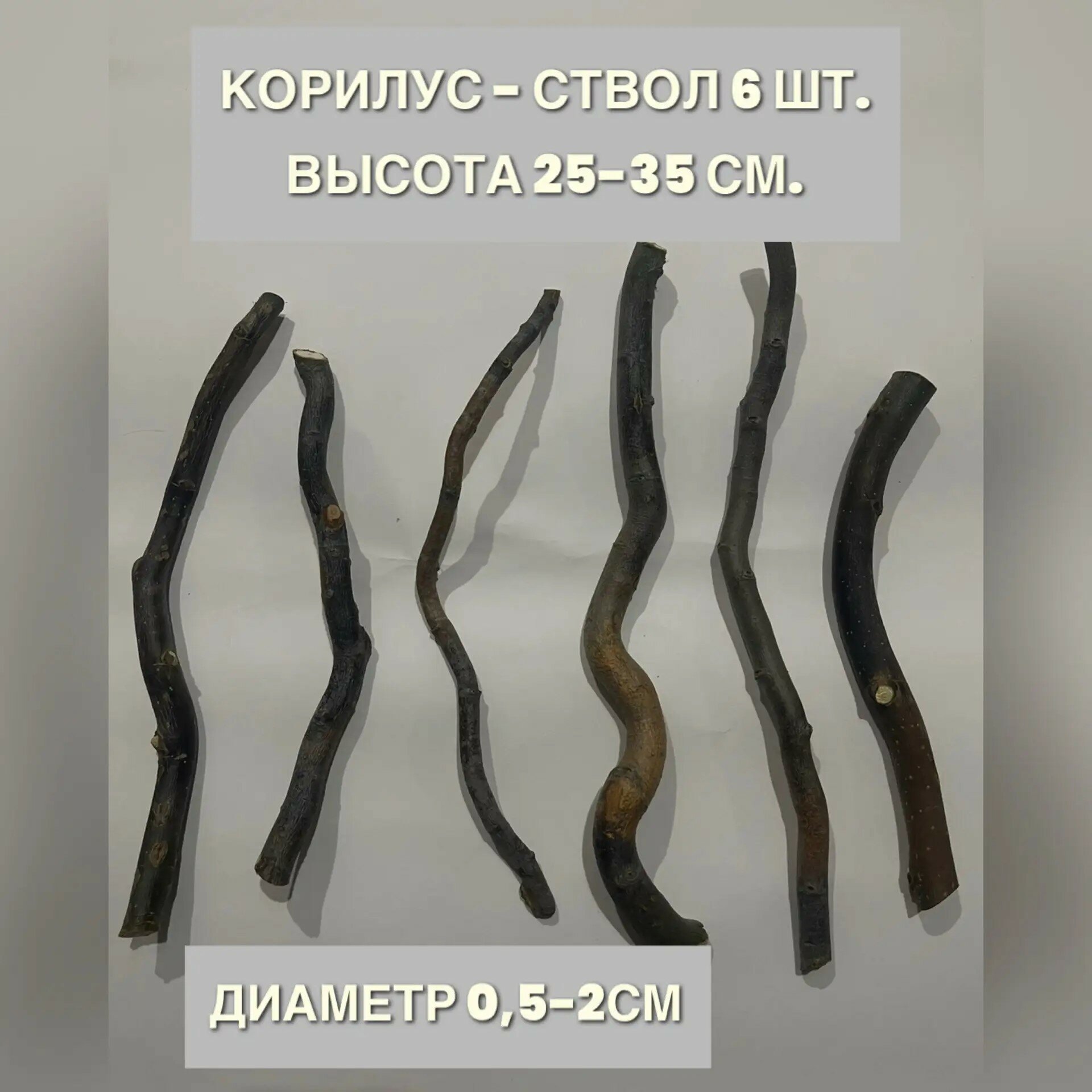 Корилус-ствол 6 сухих натуральных извилистых веток, высота 25-35 см. для декора.