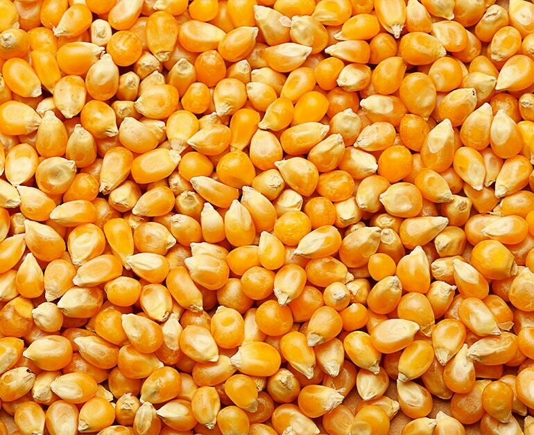Семена кукурузы 0,5кг — фото 1