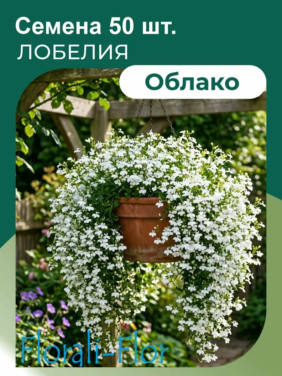 Лобелия Семена