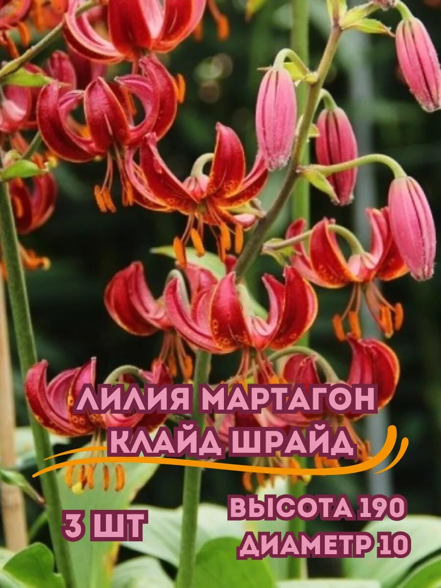 Лилия мартагон луковицы