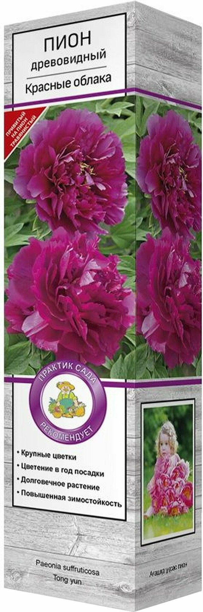 Саженец Пион древовидный Красные облака C1 H37