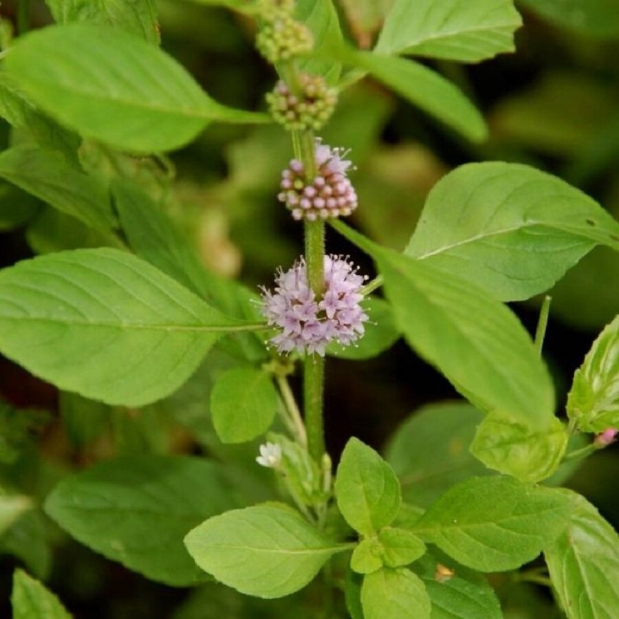 Семена Deodar SEEDS COMPANY Мята полевая 30 шт.