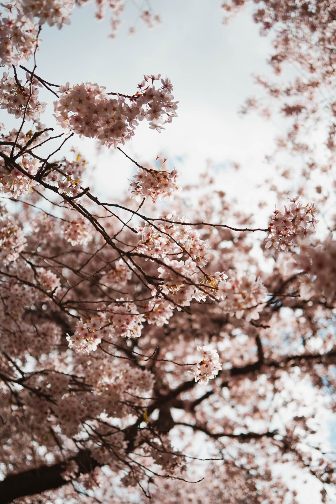 Постер / Плакат / Картина Цветущая сакура 60х90 см в подарочном тубусе